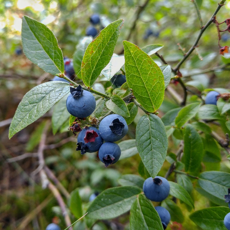 Wild Ontario Blueberries – Indigenous Food Circle Waterloo Region